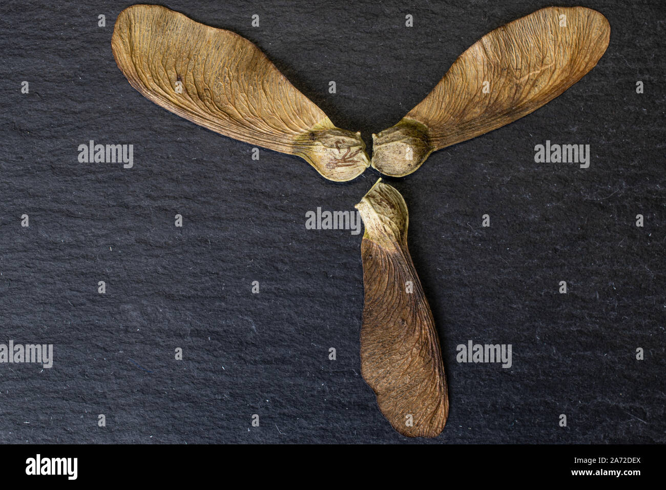 Three winged fruit hi-res stock photography and images - Alamy