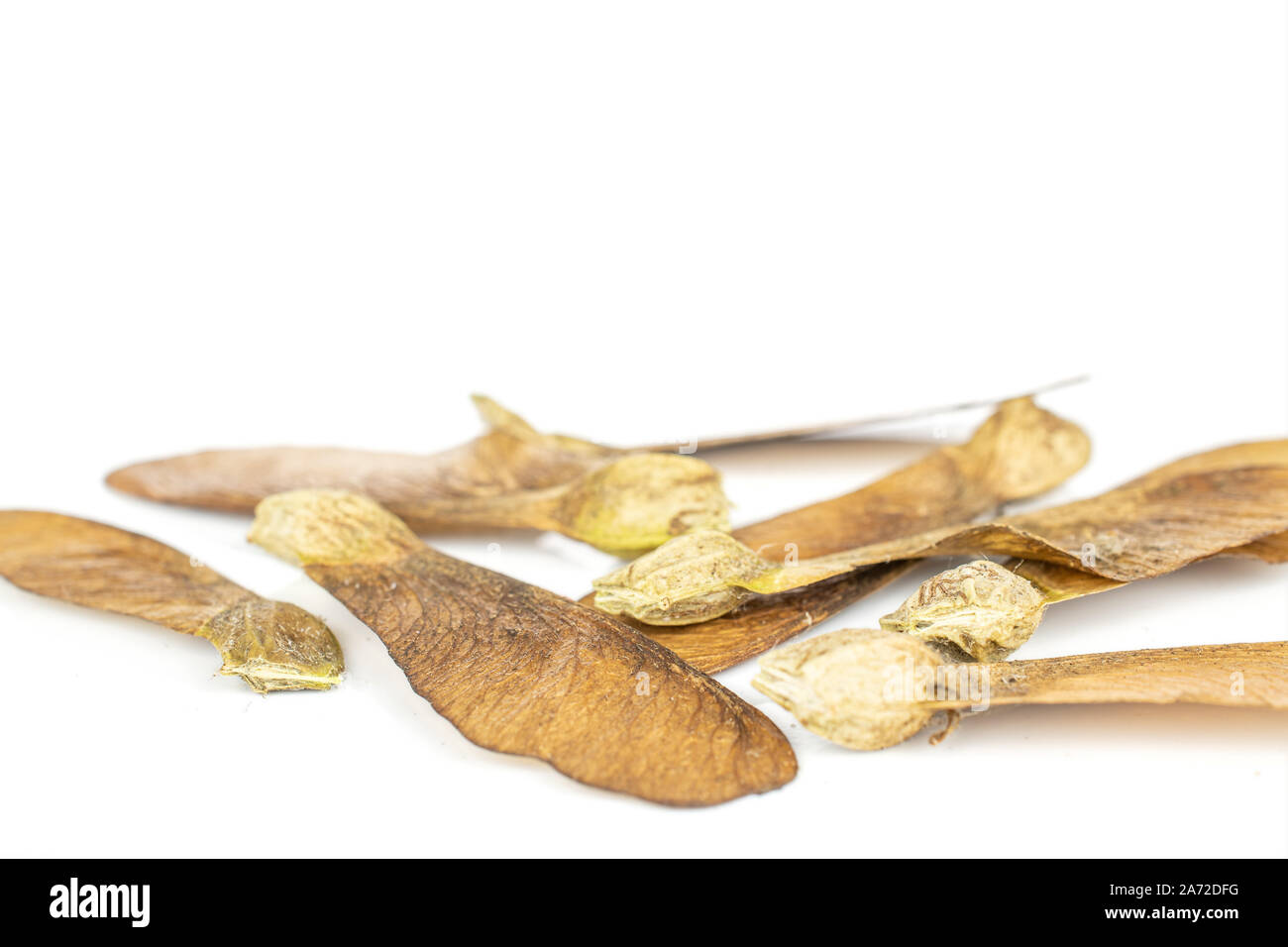 Lot of whole disordered brown winged achene samara front focus isolated ...