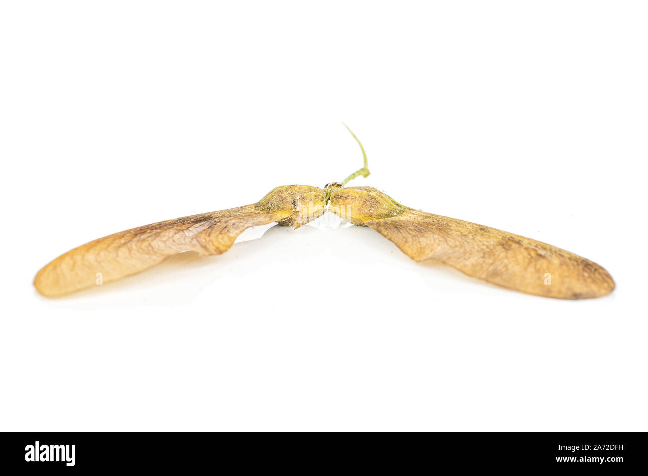 Group of two whole brown winged achene samara isolated on white ...