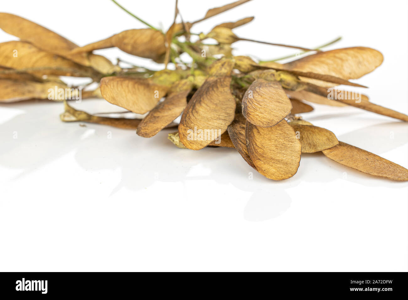 Lot of whole brown winged achene samara front focus isolated on white ...
