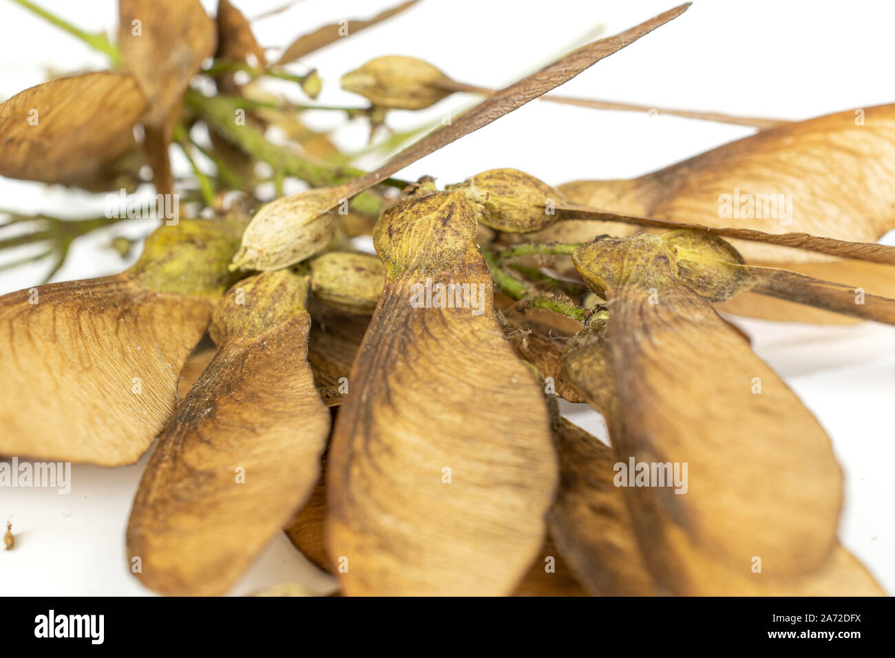 Lot of whole brown winged achene samara closeup isolated on white ...