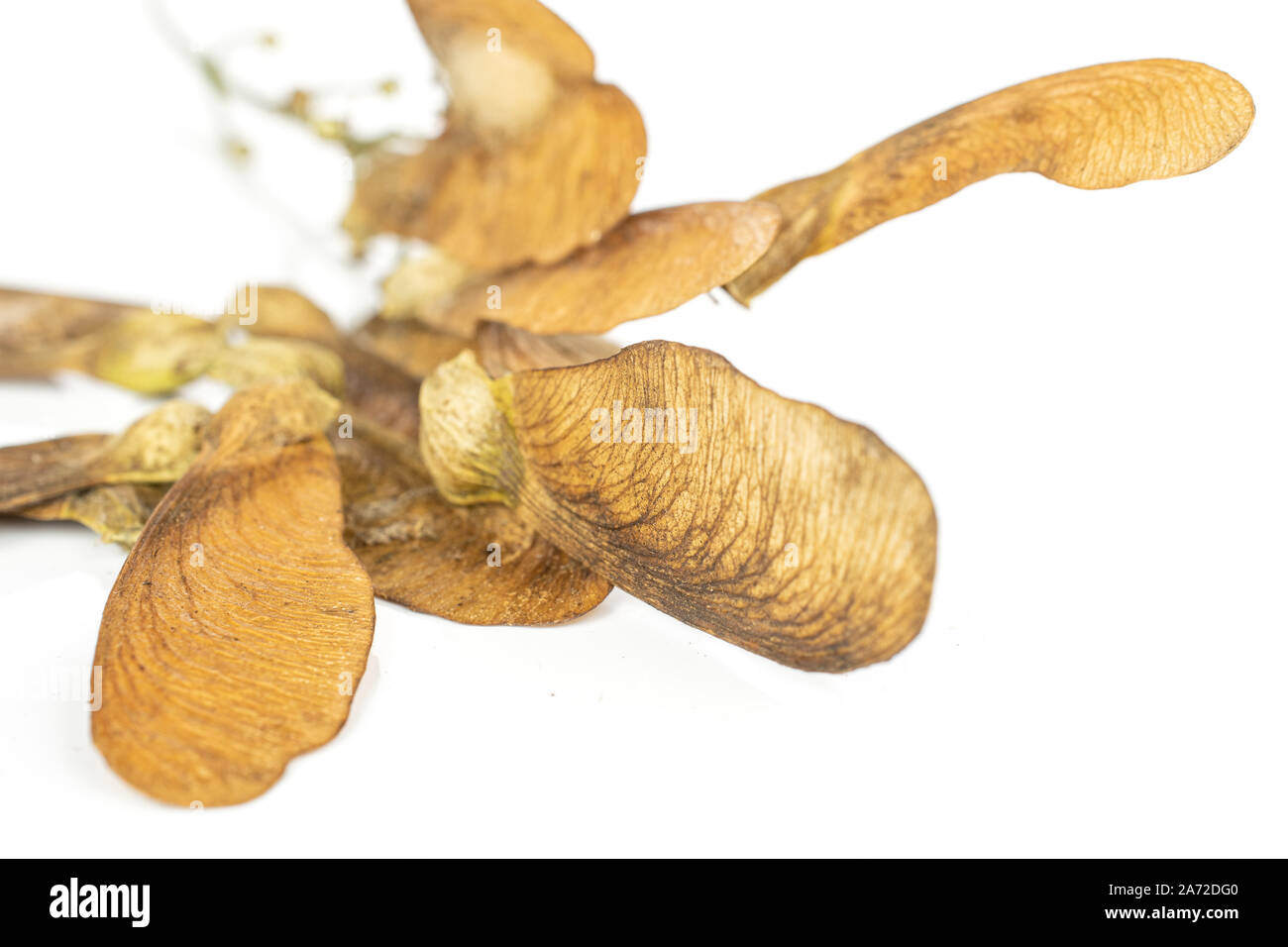 Lot of whole light brown winged achene samara closeup isolated on white ...