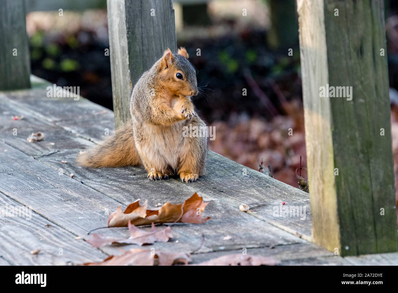 Squirrel playing on deck at Sheldon Marsh Stock Photo - Alamy