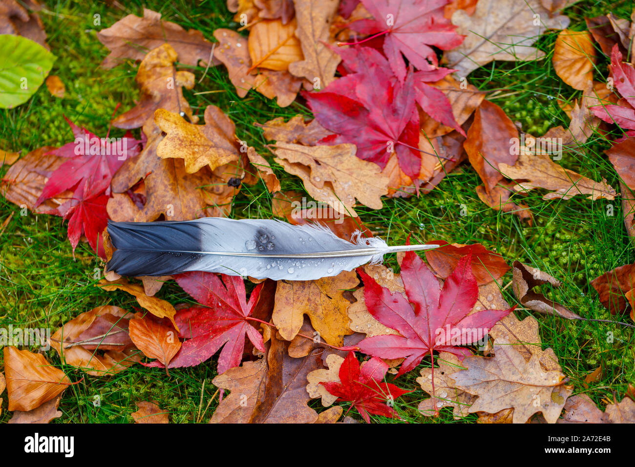A wood pigeon feather with water droplets lies amongst fallen leaves ...