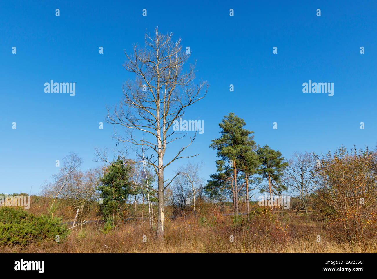 Waverley surrey walking hi-res stock photography and images - Alamy