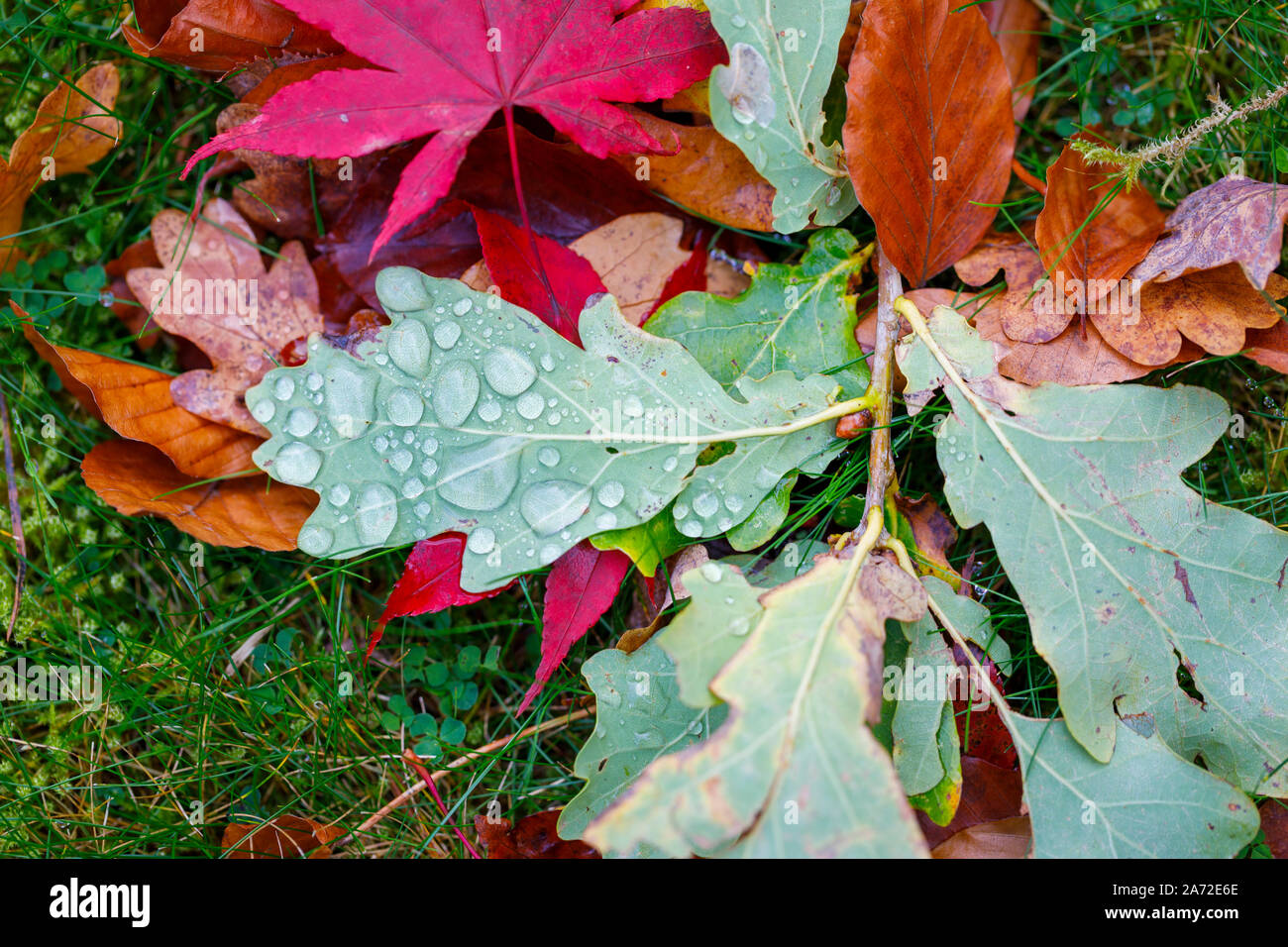 A broken twig from an oak tree (Quercus robur) with green leaves and ...