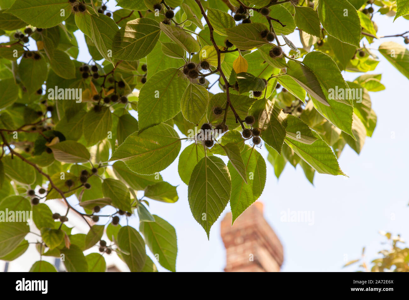 Mulberry tree flower hi-res stock photography and images - Alamy