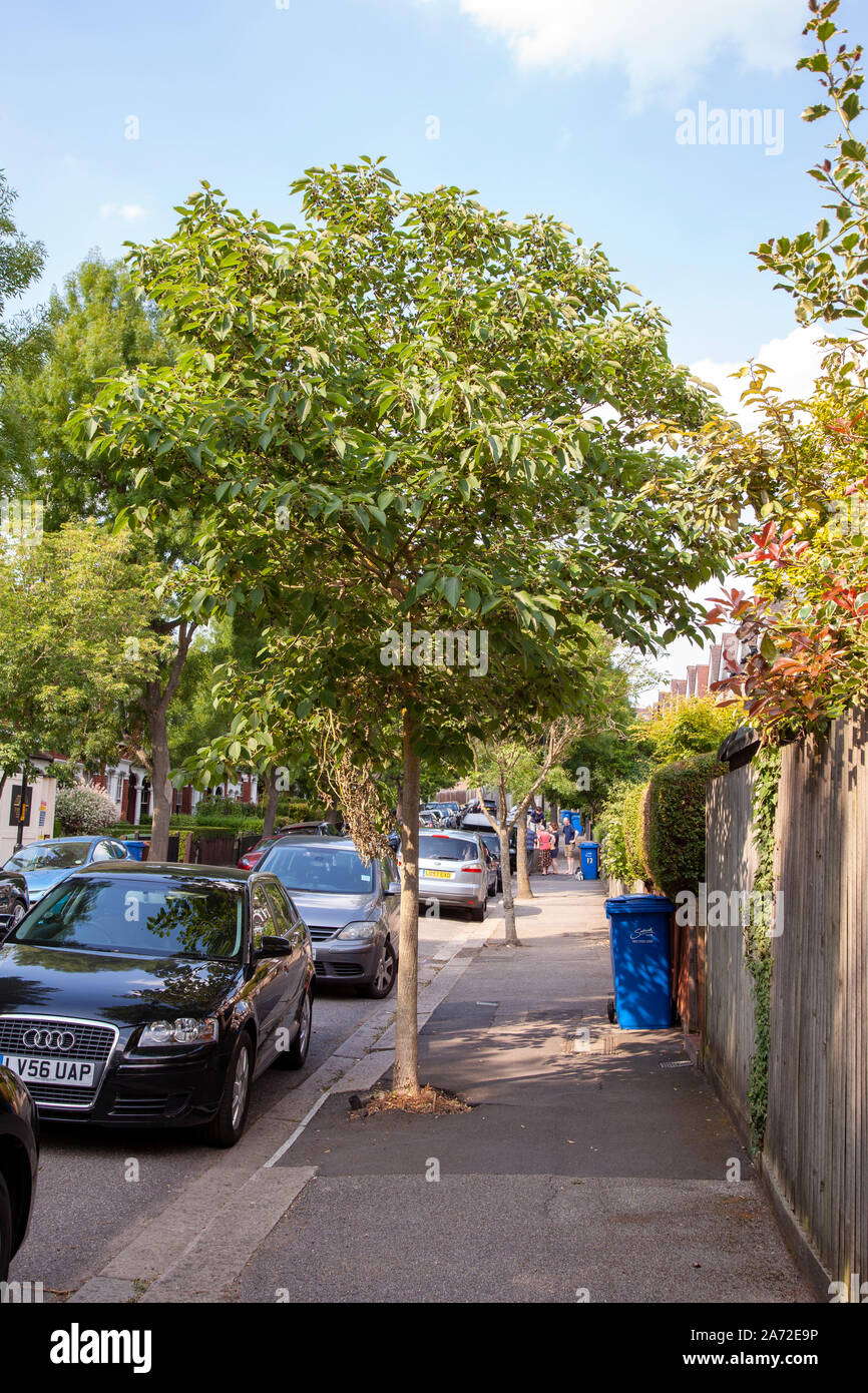 Paper mulberry hi-res stock photography and images - Alamy
