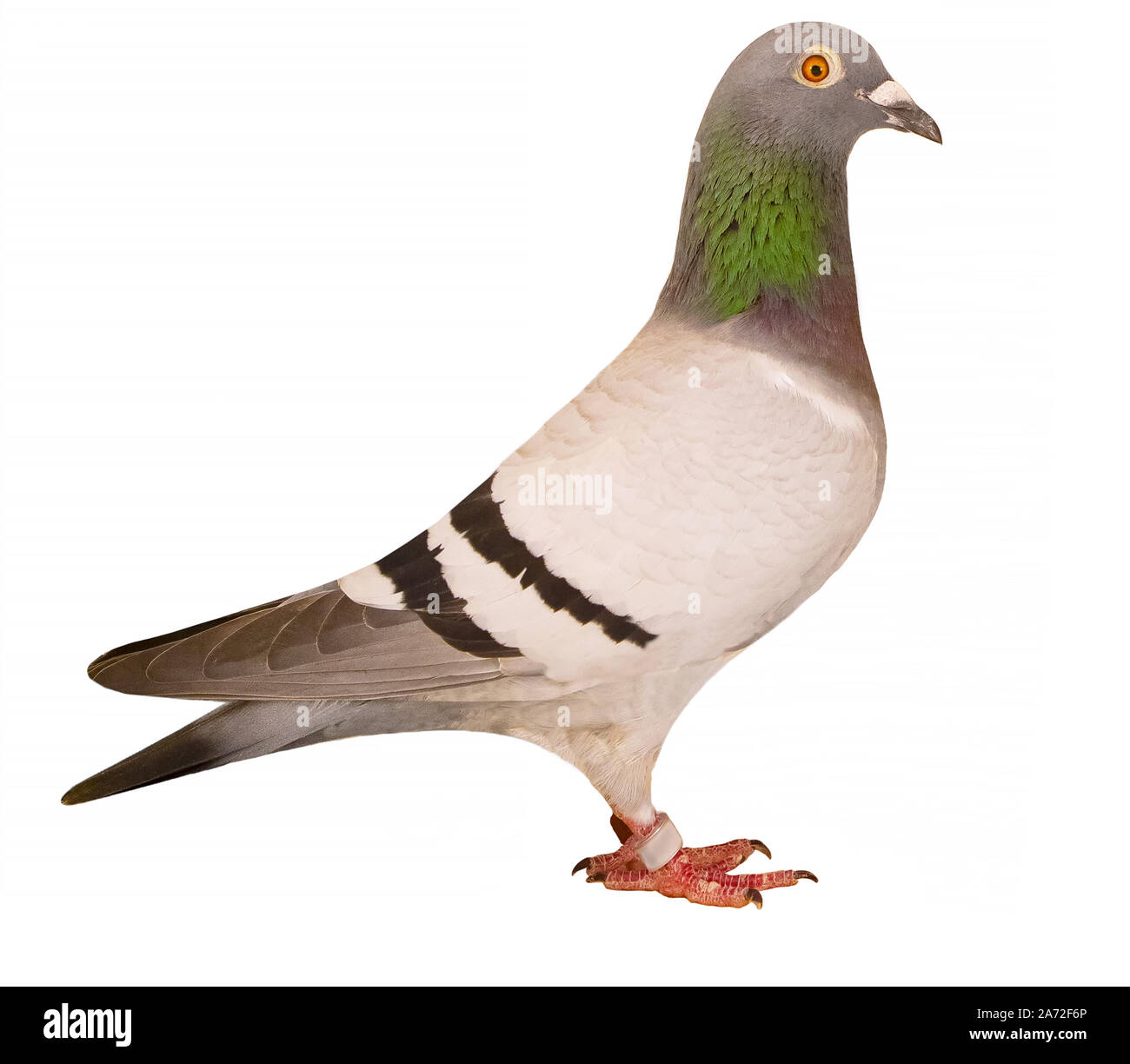 side view full body of speed racing pigeon isolated white background ...