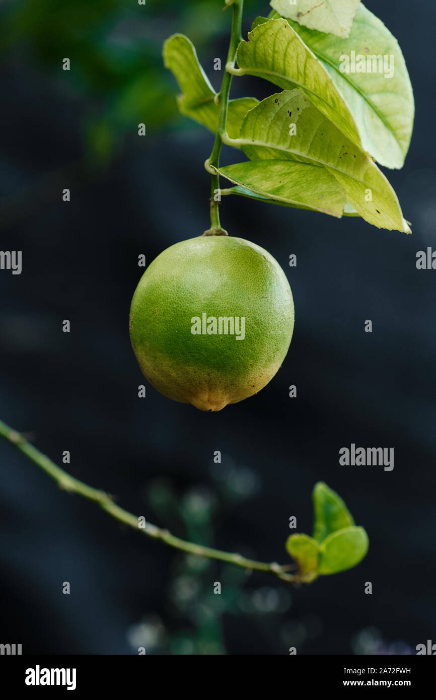 Botanical Nature Green Tropical Lime Leaves Tree Stock Photo - Alamy