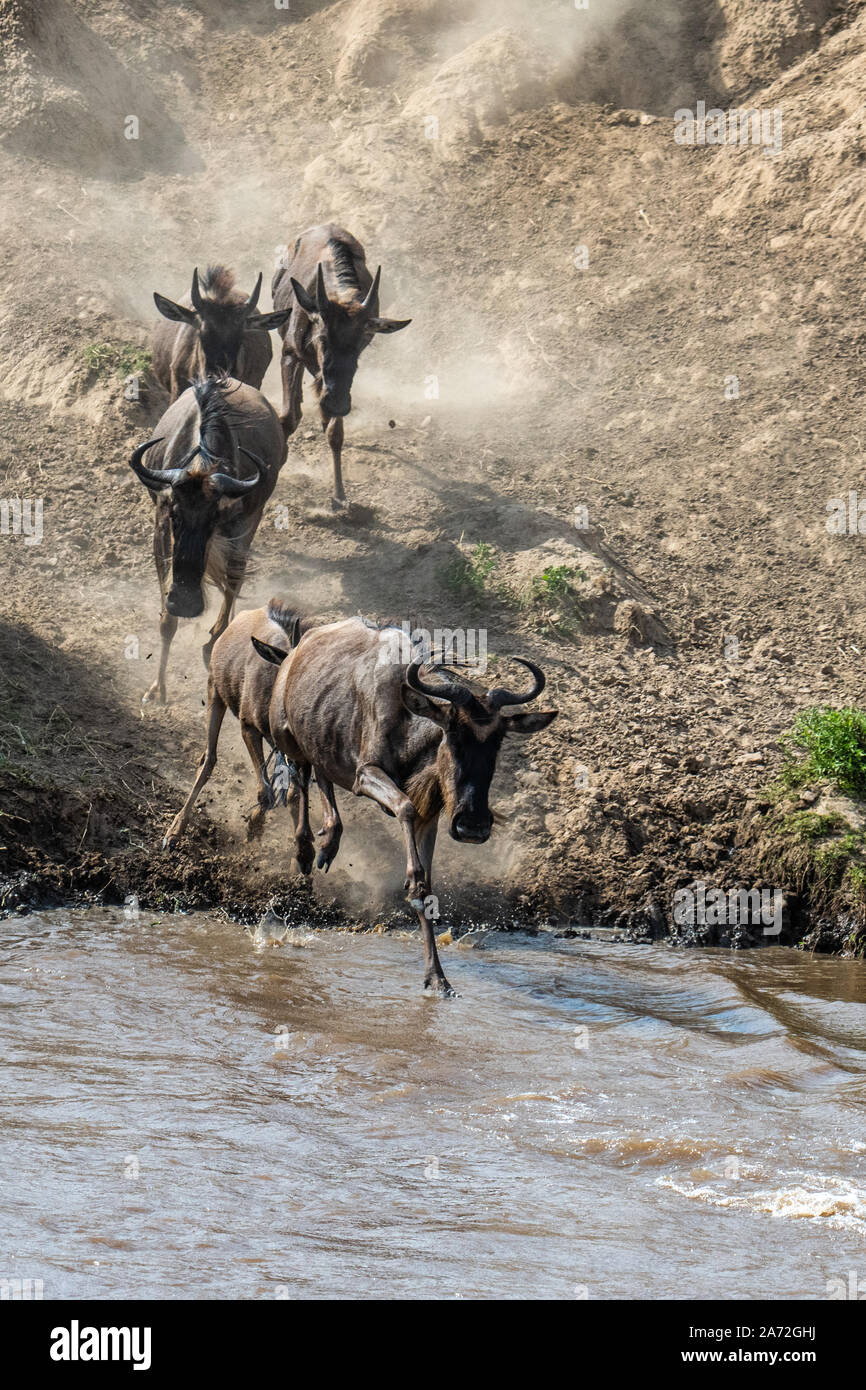 Mara river crossing - Tanzania Gnu migration Stock Photo - Alamy