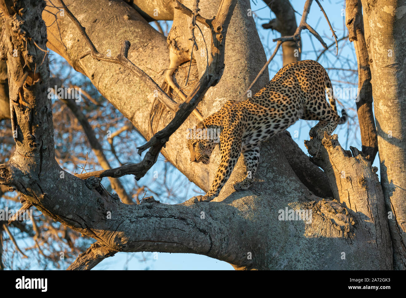 Leopard climbing among tree branches - full view Stock Photo - Alamy