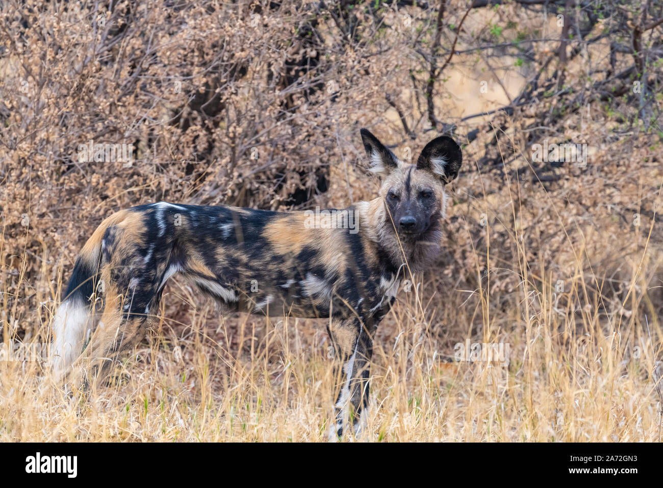 Zimbabwe hunters hi-res stock photography and images - Alamy