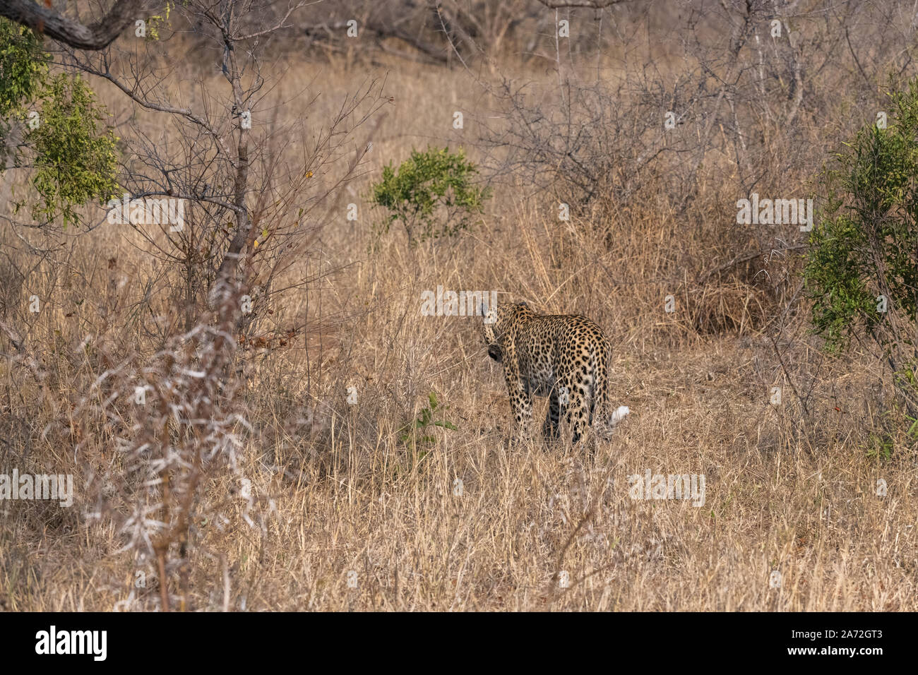 Leopard looking over shoulder when walking through grassland Stock ...