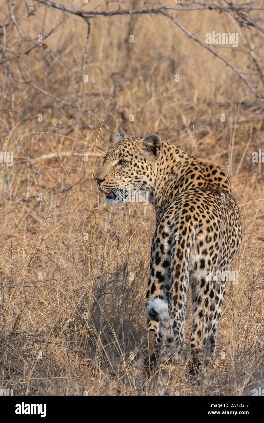 Leopard looking over shoulder hi-res stock photography and images - Alamy