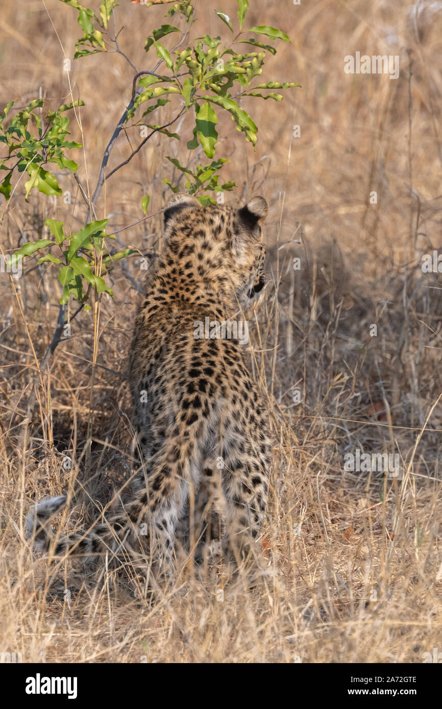 back view of leopard in long grass Stock Photo - Alamy