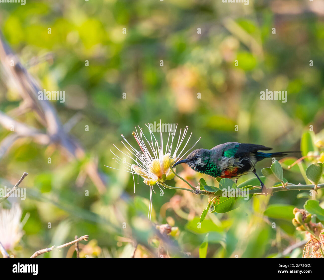 Beautiful sunbird hi-res stock photography and images - Alamy