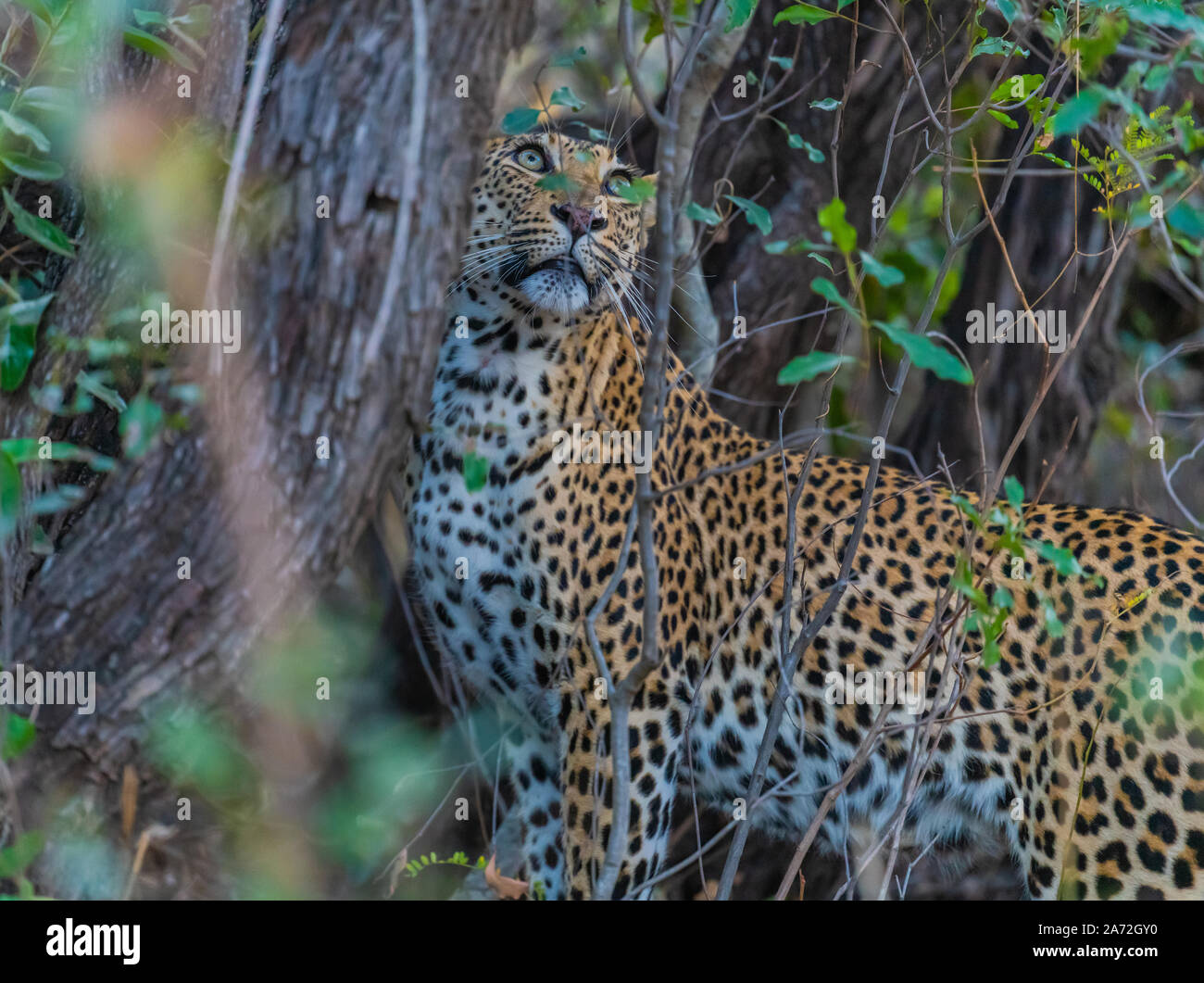 Leopard in dense bush hi-res stock photography and images - Alamy