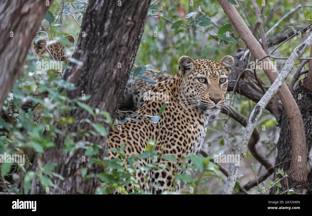 Leopard sitting among trees - head and shoulder Stock Photo - Alamy