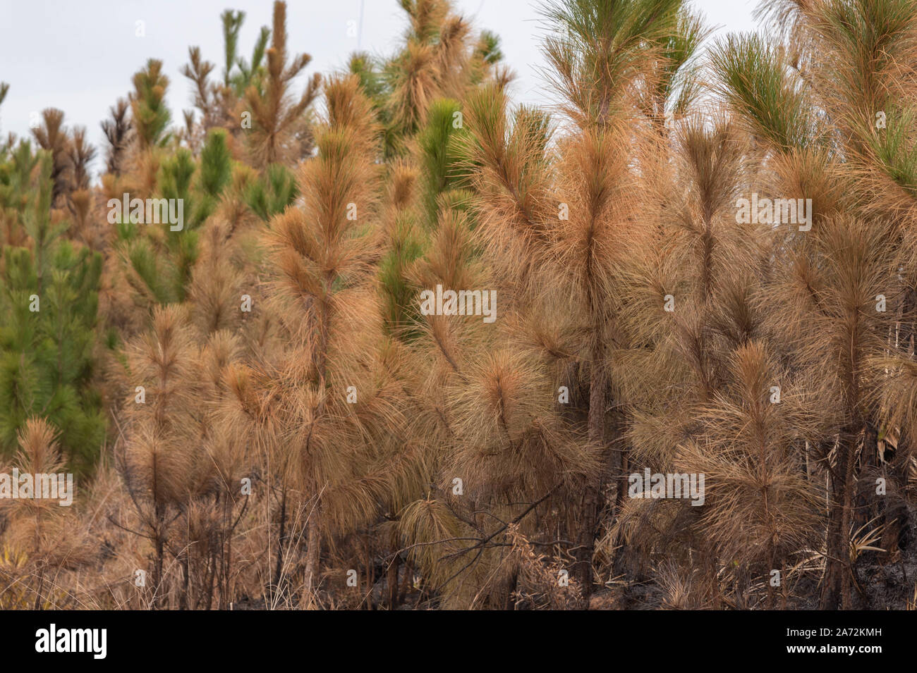 Pinus elliottii is a species of pine. It is part of the group of pine ...
