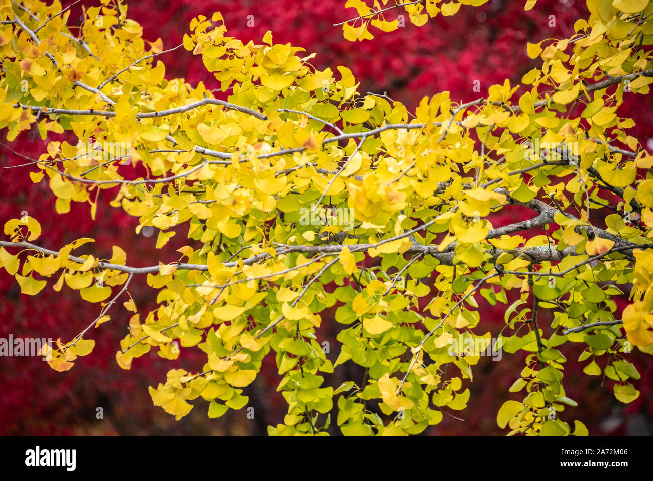 Colorful fall foliage in Metro Atlanta, Georgia. (USA Stock Photo - Alamy