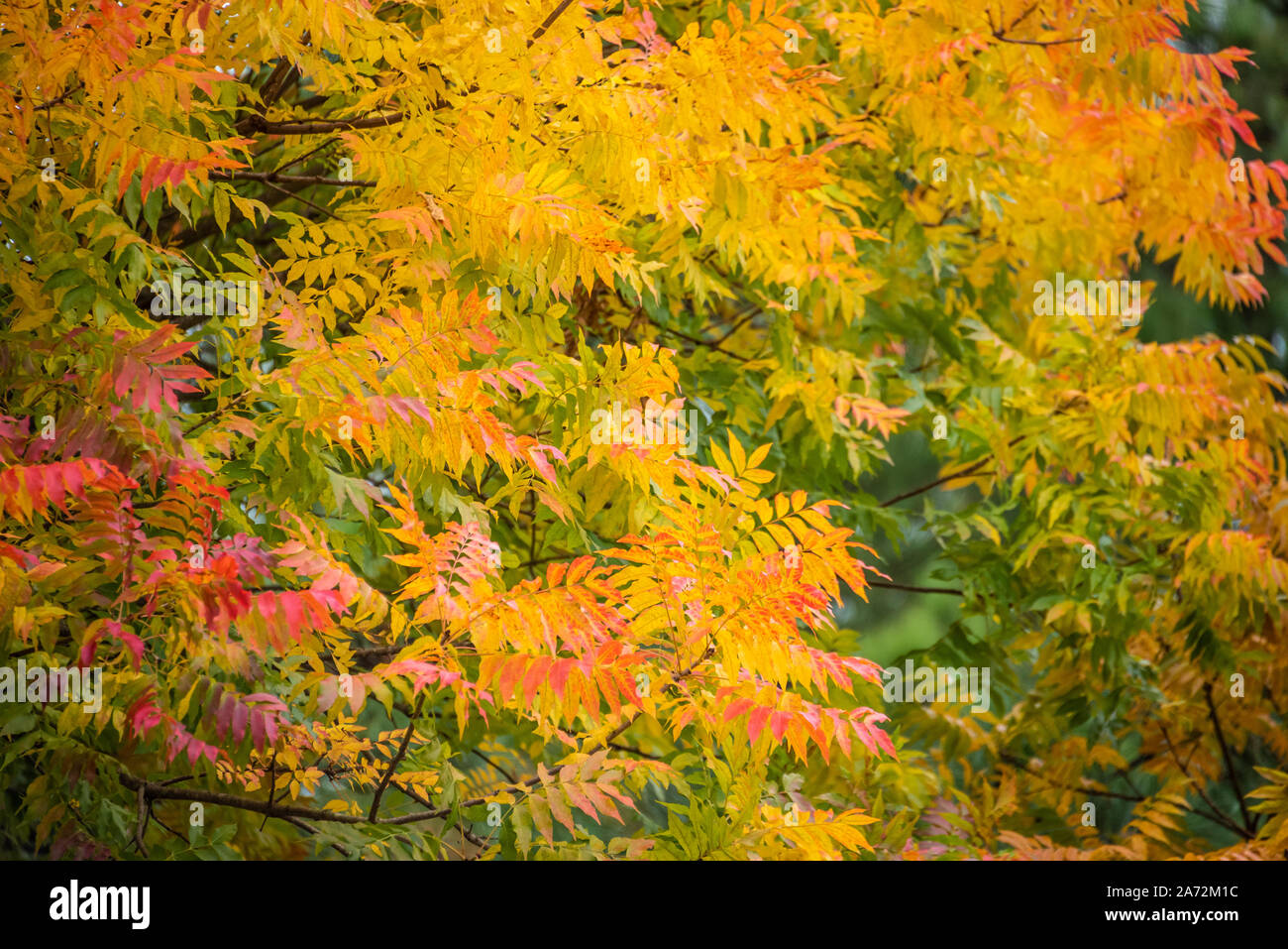 Changing leaves georgia hi-res stock photography and images - Alamy
