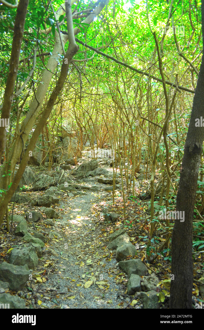 Thailand forest hi-res stock photography and images - Alamy