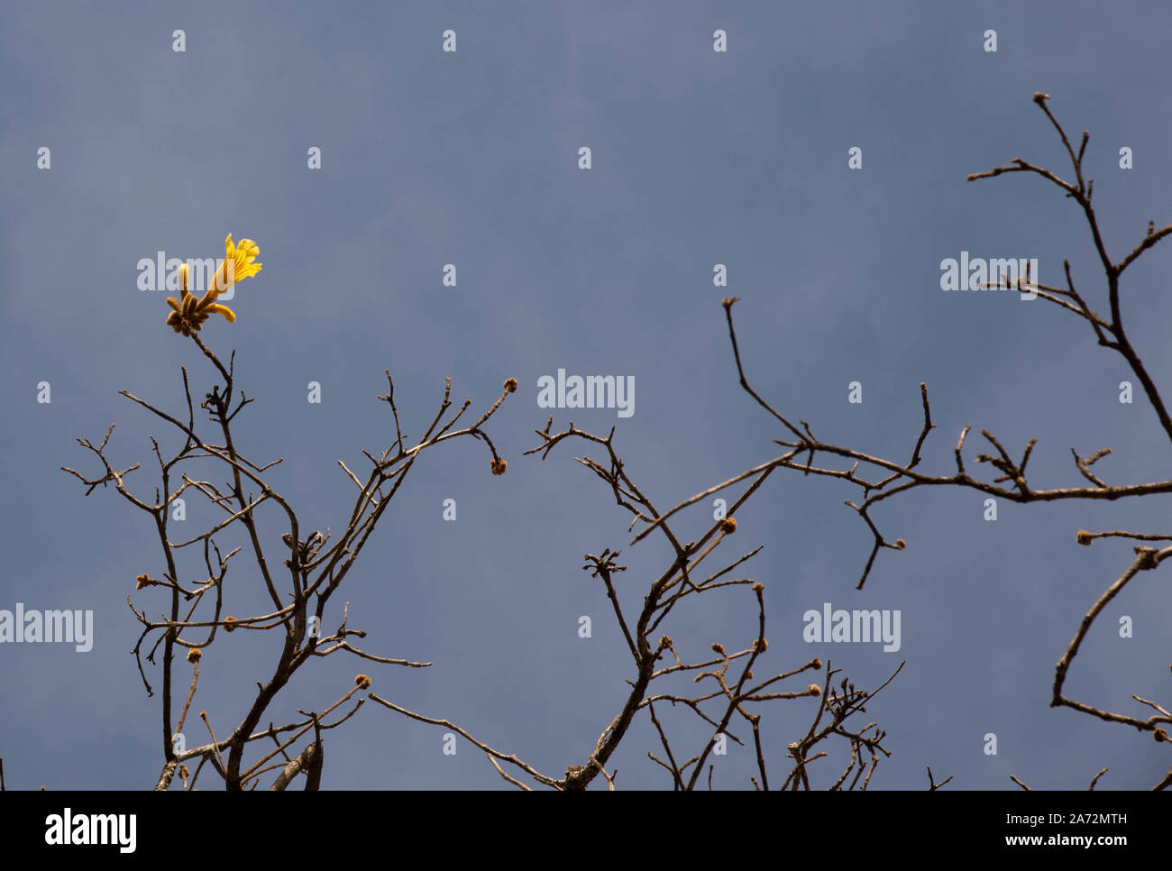 Diverse flowers of the Brazilian flora. Nature and subtropical botany ...