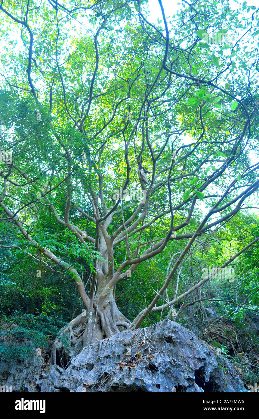 A Banyan tree growing over a rock in Nang Phan Thurat Forest Park Cha ...