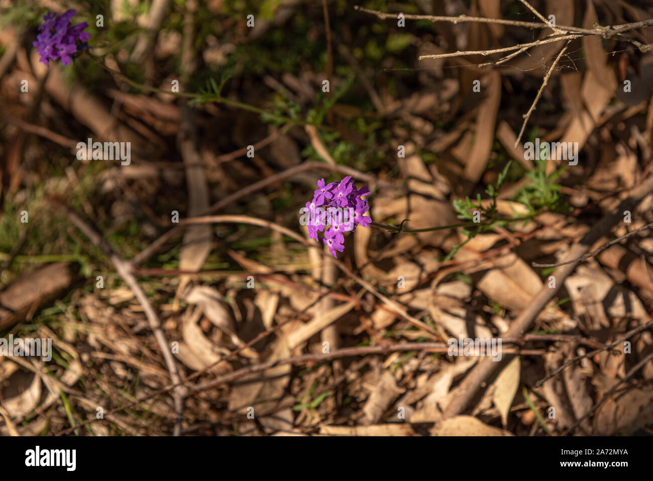 Diverse flowers of the Brazilian flora. Nature and subtropical botany ...