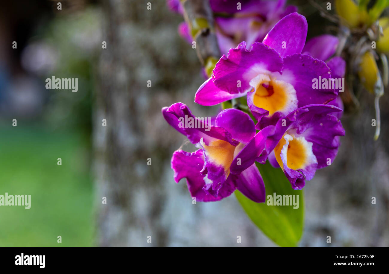 Diverse flowers of the Brazilian flora. Nature and subtropical botany ...