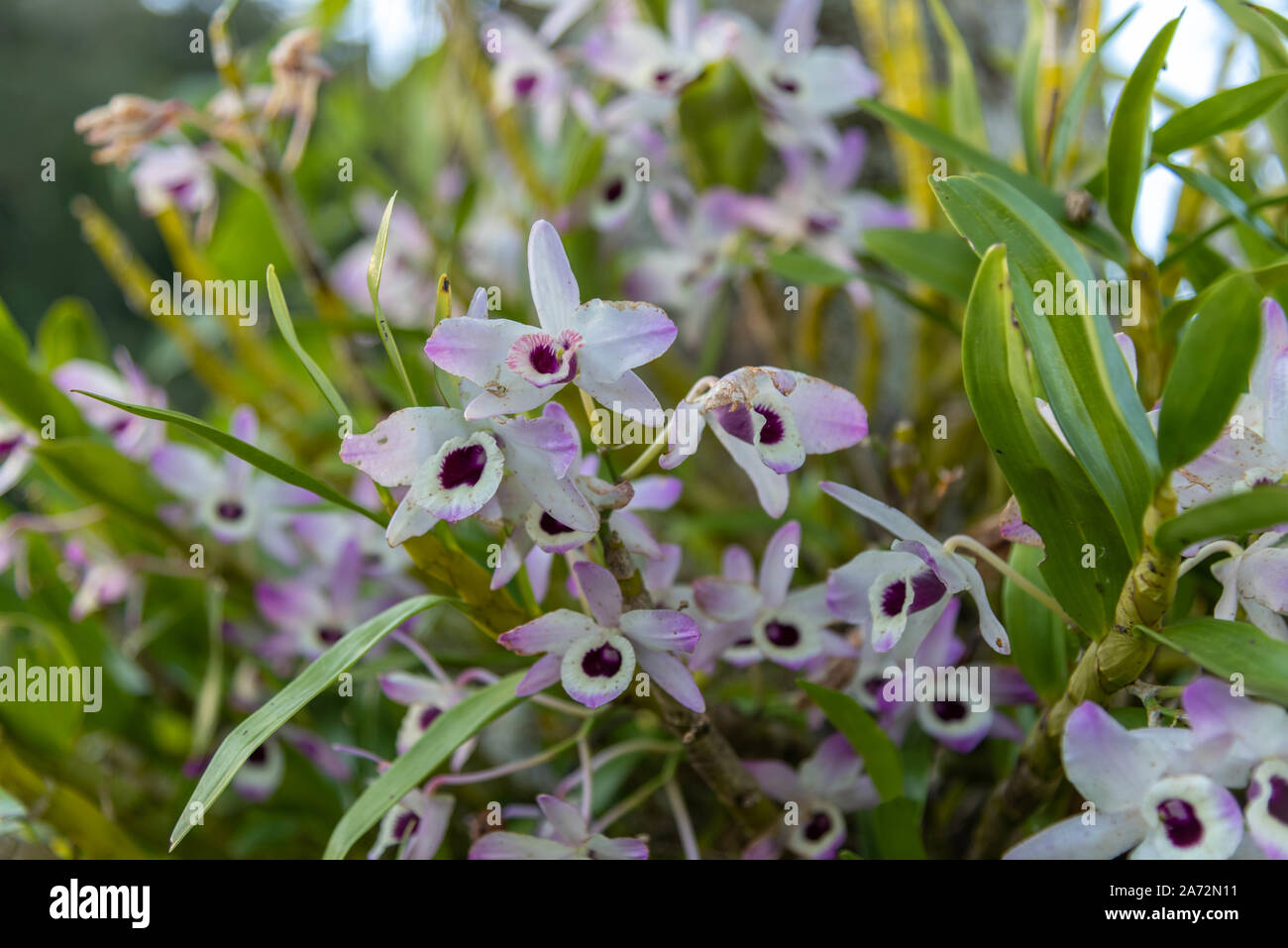 Diverse flowers of the Brazilian flora. Nature and subtropical botany ...