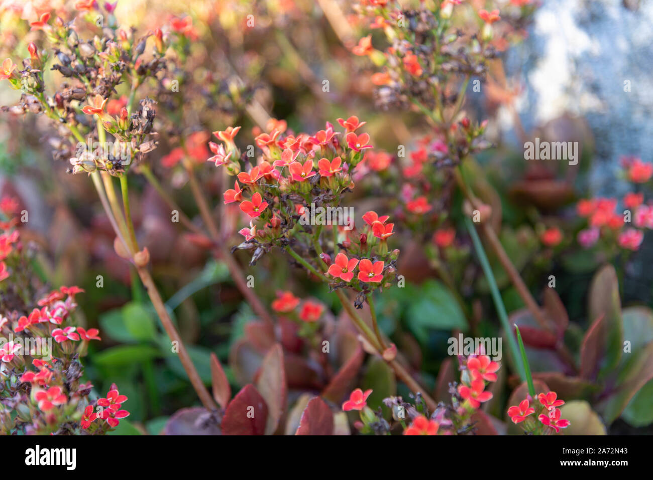 Diverse flowers of the Brazilian flora. Nature and subtropical botany ...