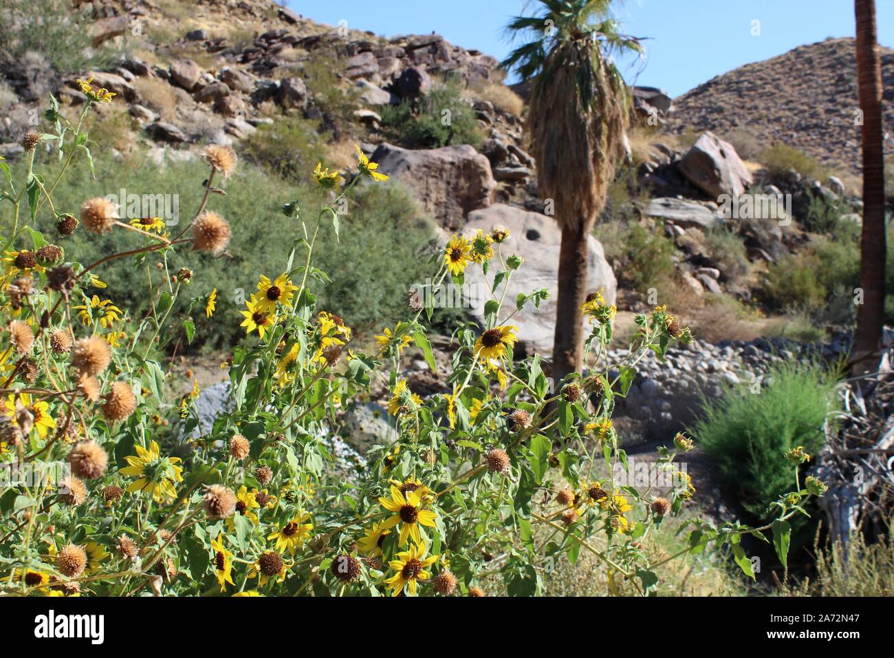 Native shrub in Palm Canyon of the Colorado Desert, commonly named ...