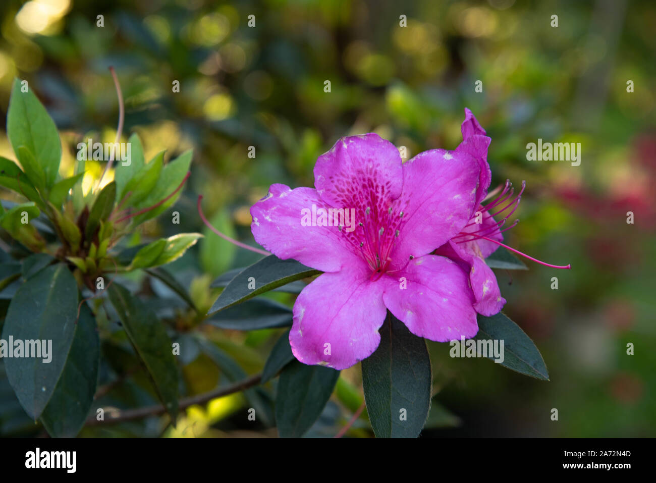 Diverse flowers of the Brazilian flora. Nature and subtropical botany ...