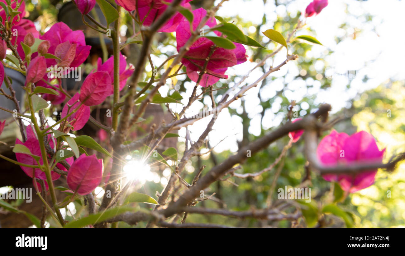Diverse flowers of the Brazilian flora. Nature and subtropical botany ...