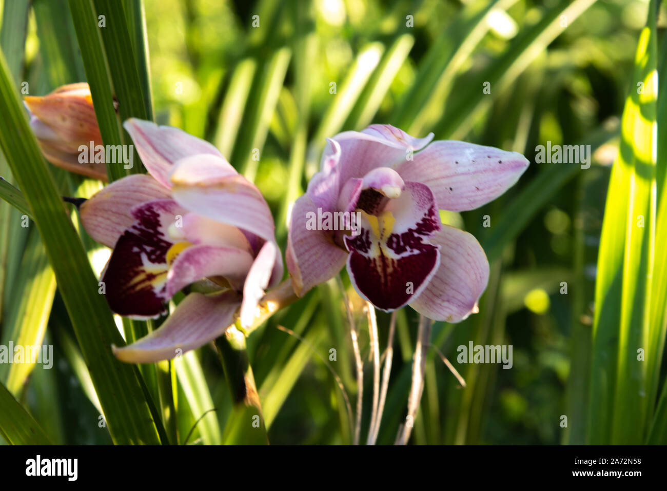 Diverse flowers of the Brazilian flora. Nature and subtropical botany ...