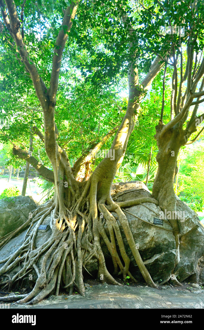 The roots of a Banyan tree growing over rocks in Nang Phan Thurat ...