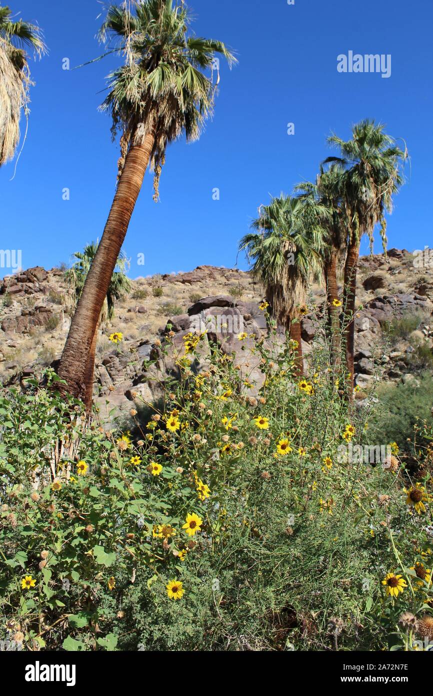 Native shrub in Palm Canyon of the Colorado Desert, commonly named ...