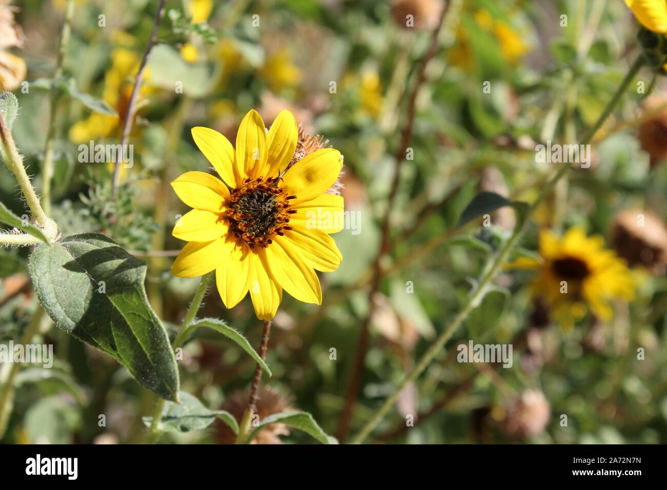 Native shrub in Palm Canyon of the Colorado Desert, commonly named ...