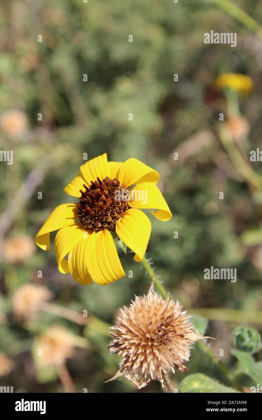 Native shrub in Palm Canyon of the Colorado Desert, commonly named ...