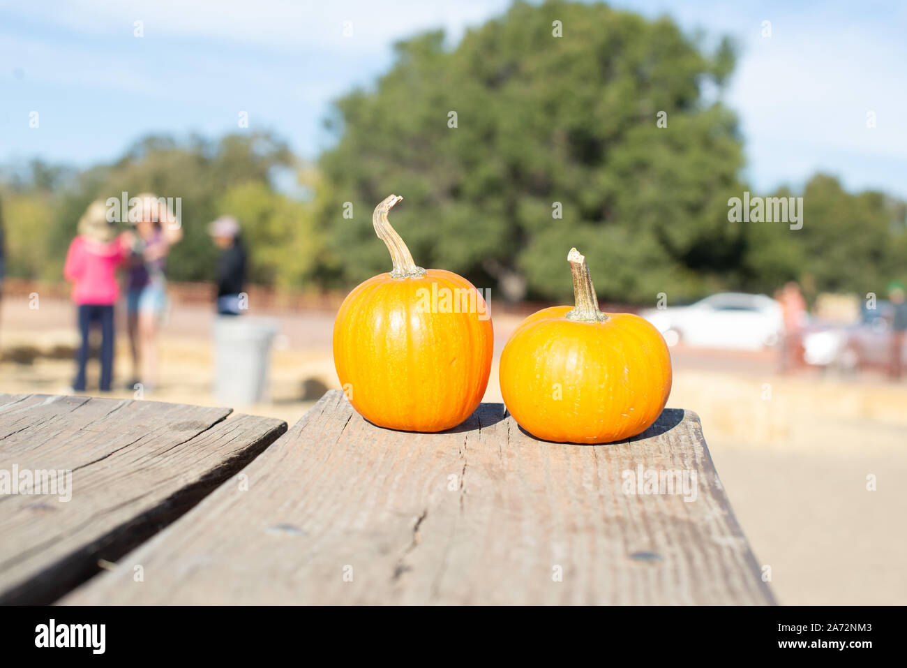 Indian farmer harvest pumpkins hi-res stock photography and images - Alamy