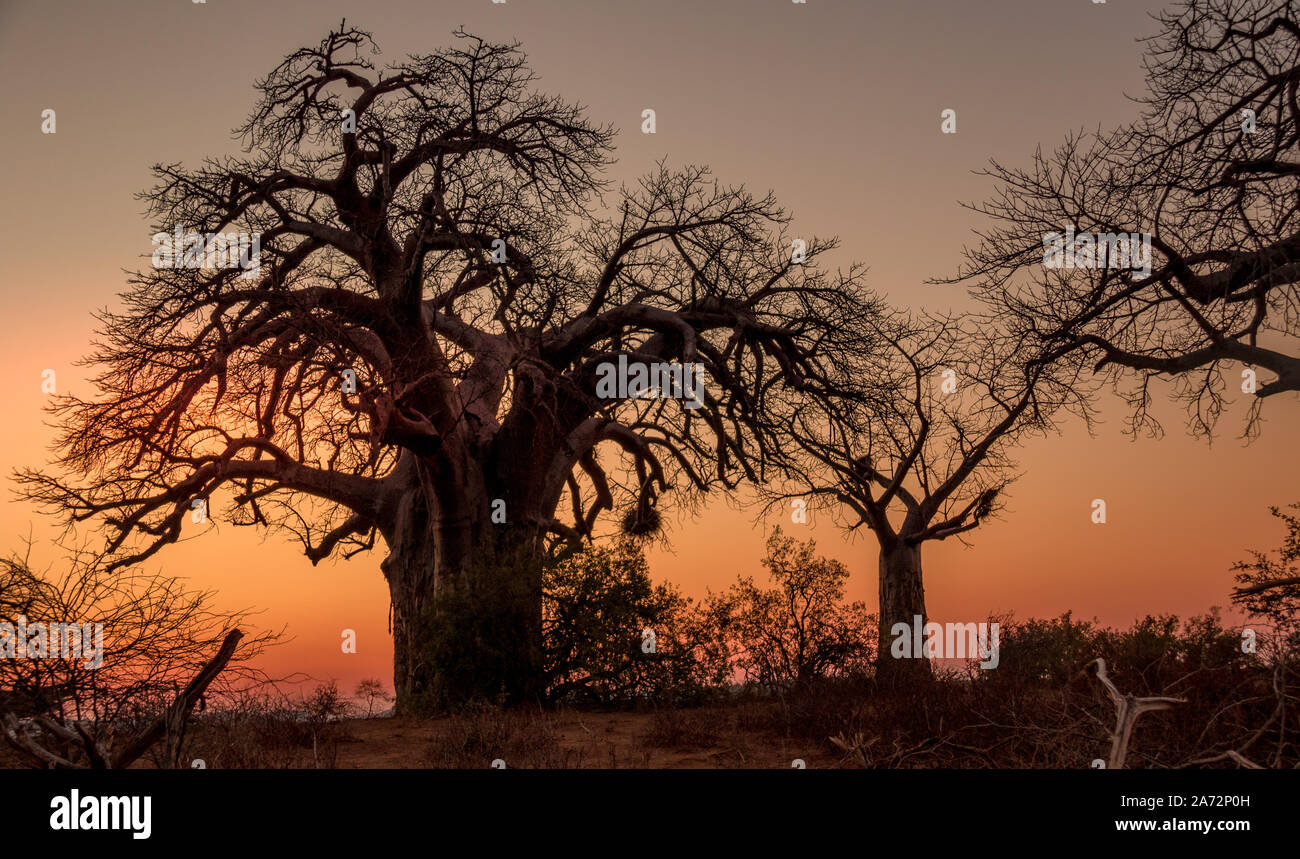 African sunset landscape with silhouetted baobab trees image with copy ...