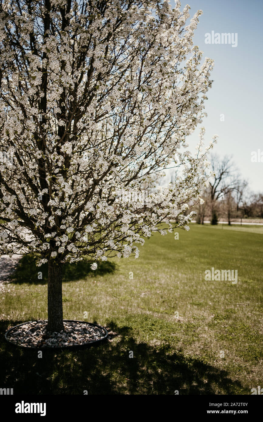 Grove tree hi-res stock photography and images - Alamy