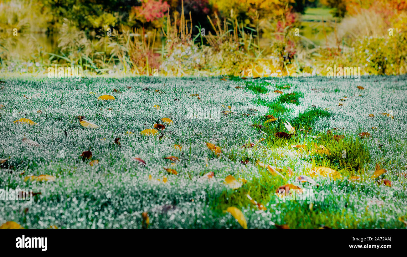 Footprints on wet grass on a beautiful autumn morning. A path marked ...