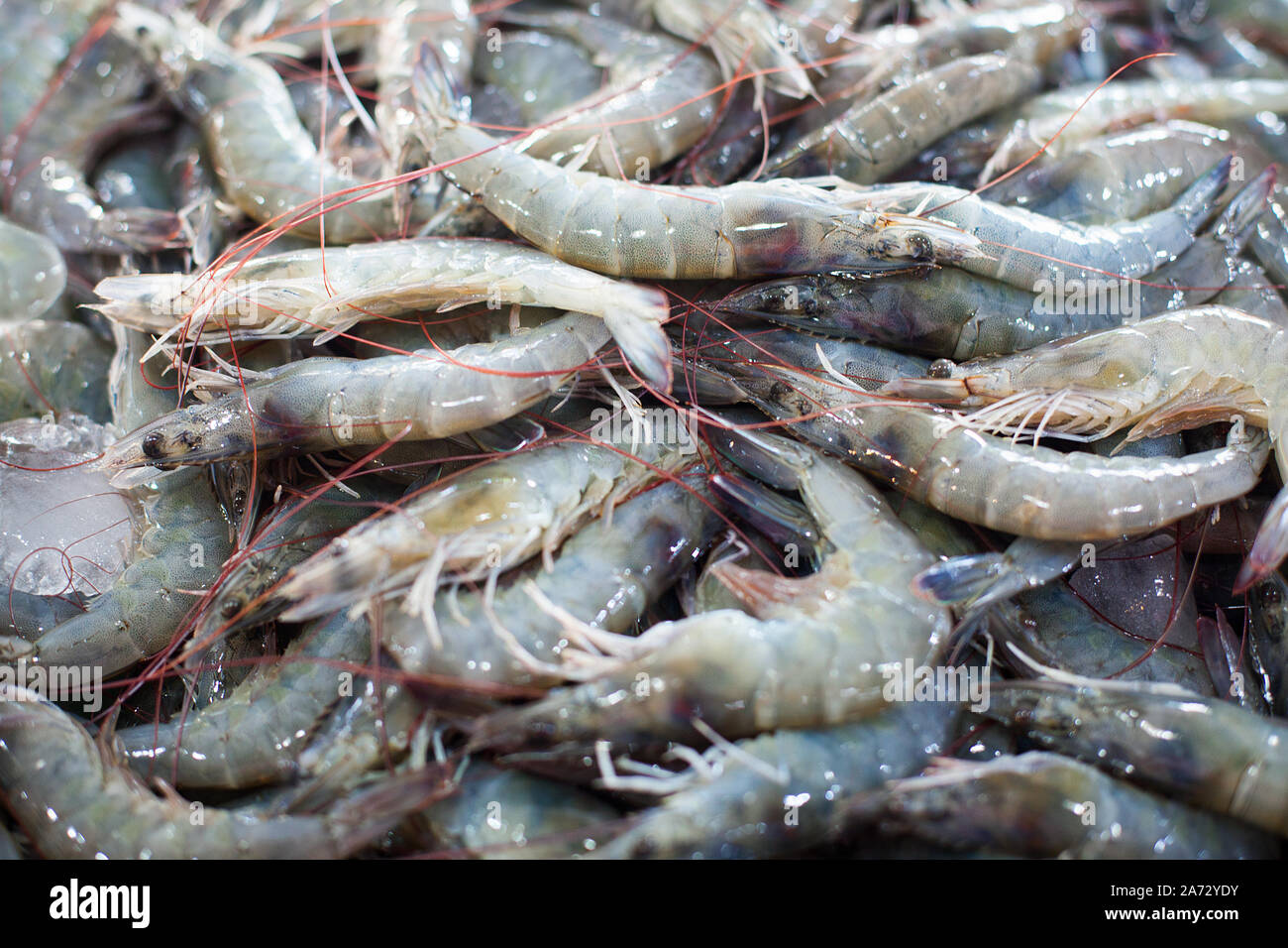 Cold water prawns hi-res stock photography and images - Alamy