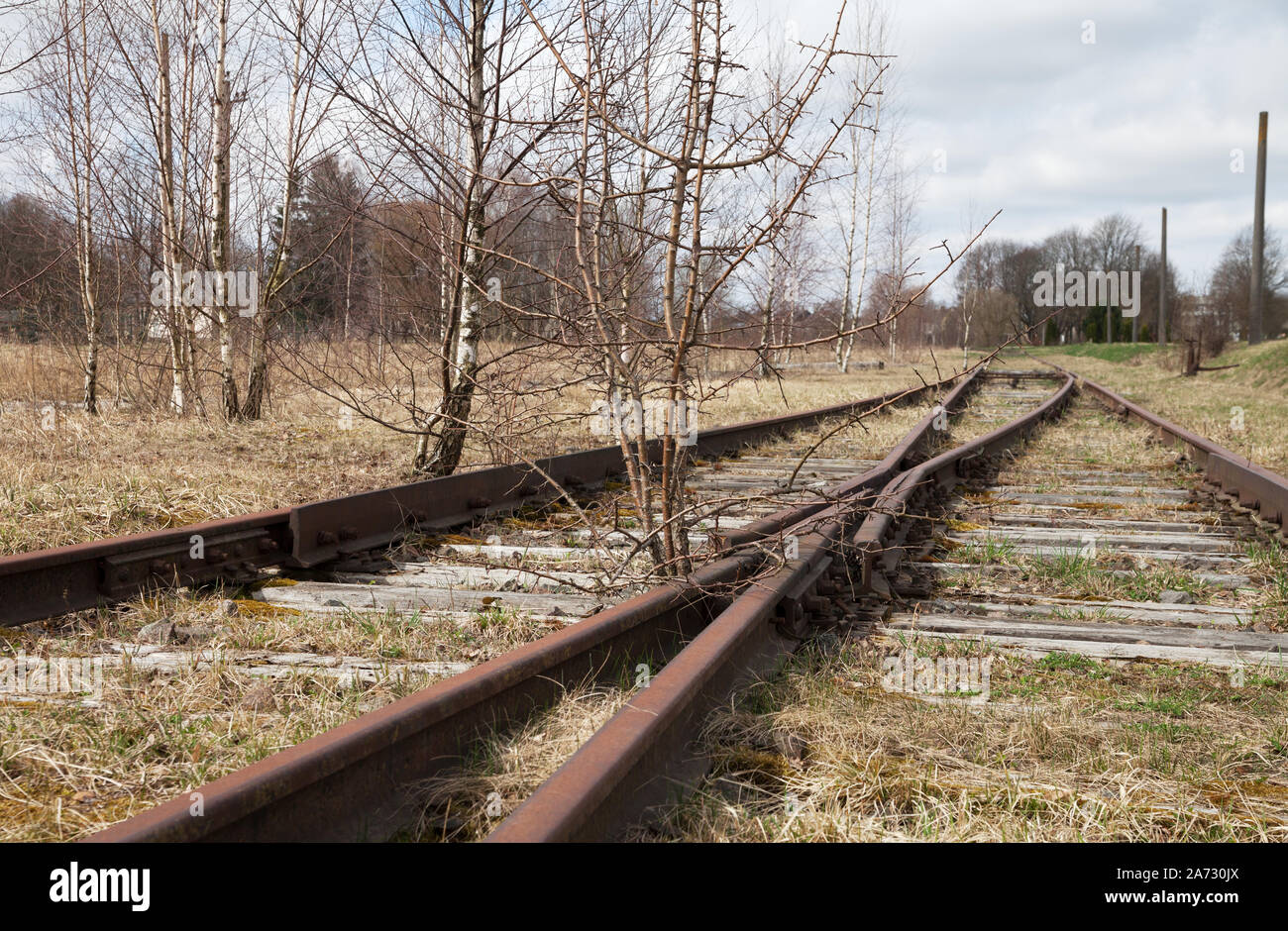 Abandoned rail road with growing trees on it Stock Photo - Alamy