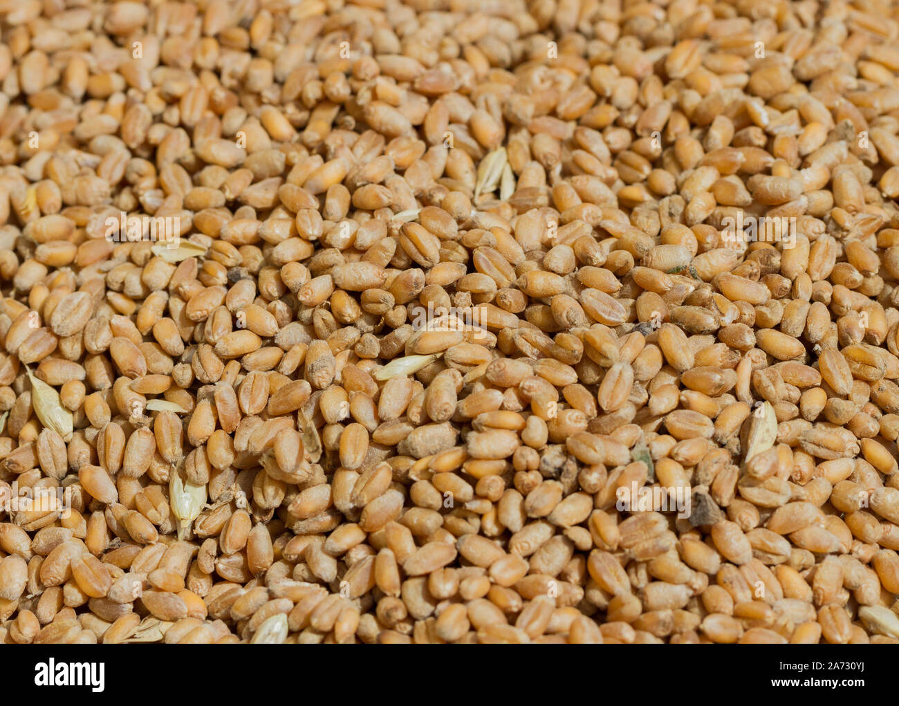 Natural surface of ripe grain Stock Photo - Alamy