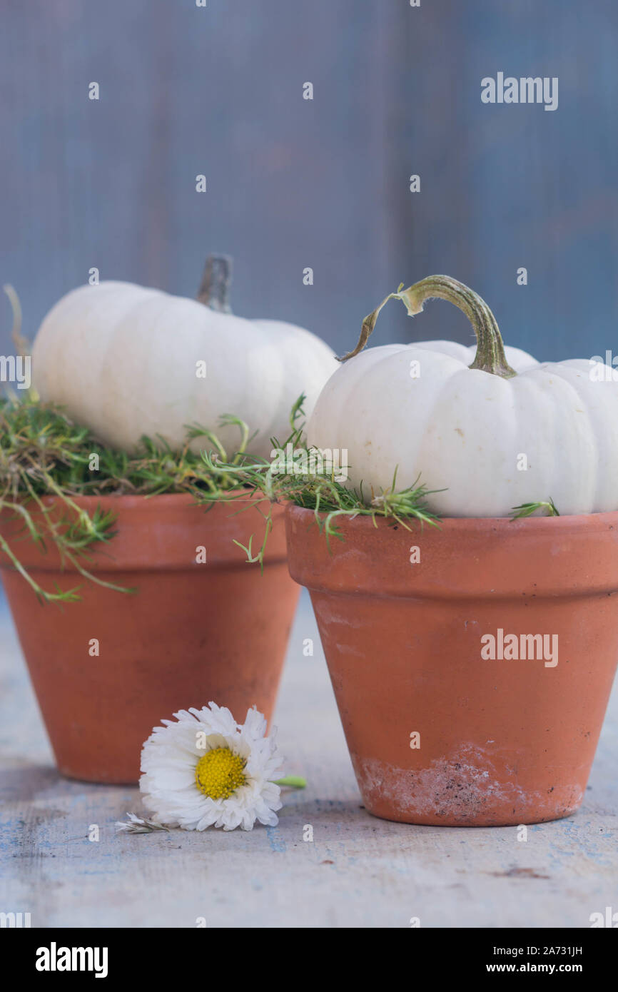 white pumpkin baby boo and daisy in a ceramic pot Stock Photo - Alamy