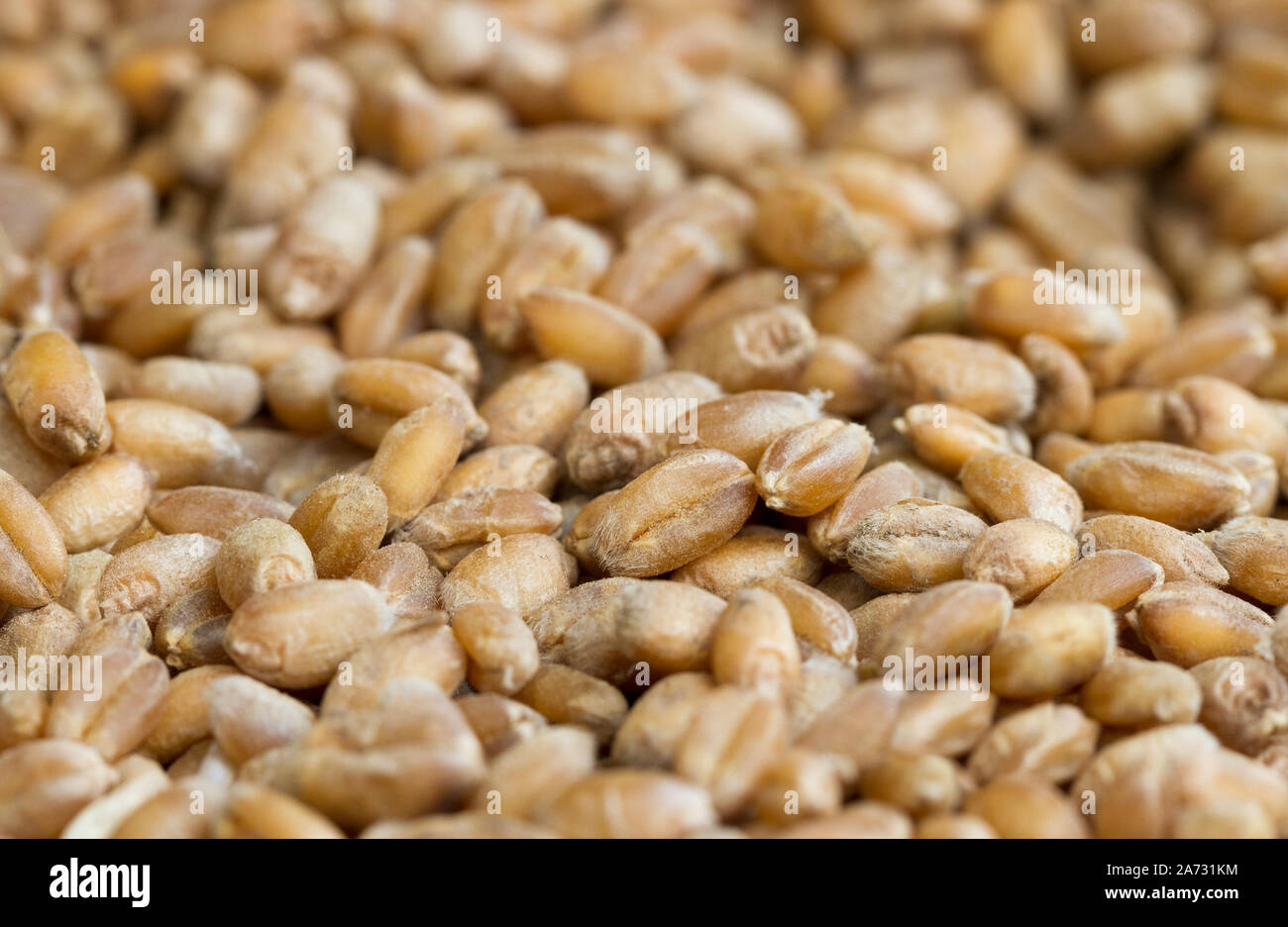 Natural surface of ripe grain Stock Photo - Alamy